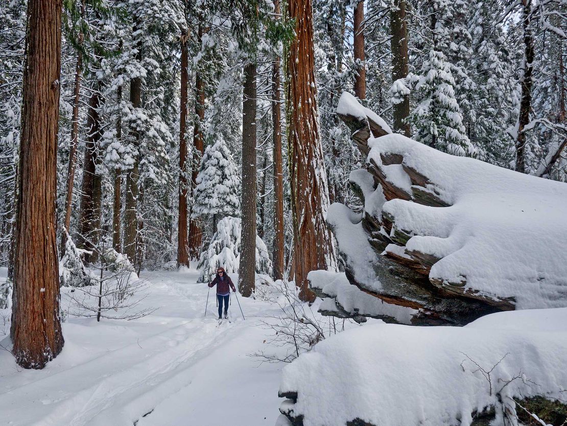 Calaveras Big Trees State Park where the giant sequoias were discovered